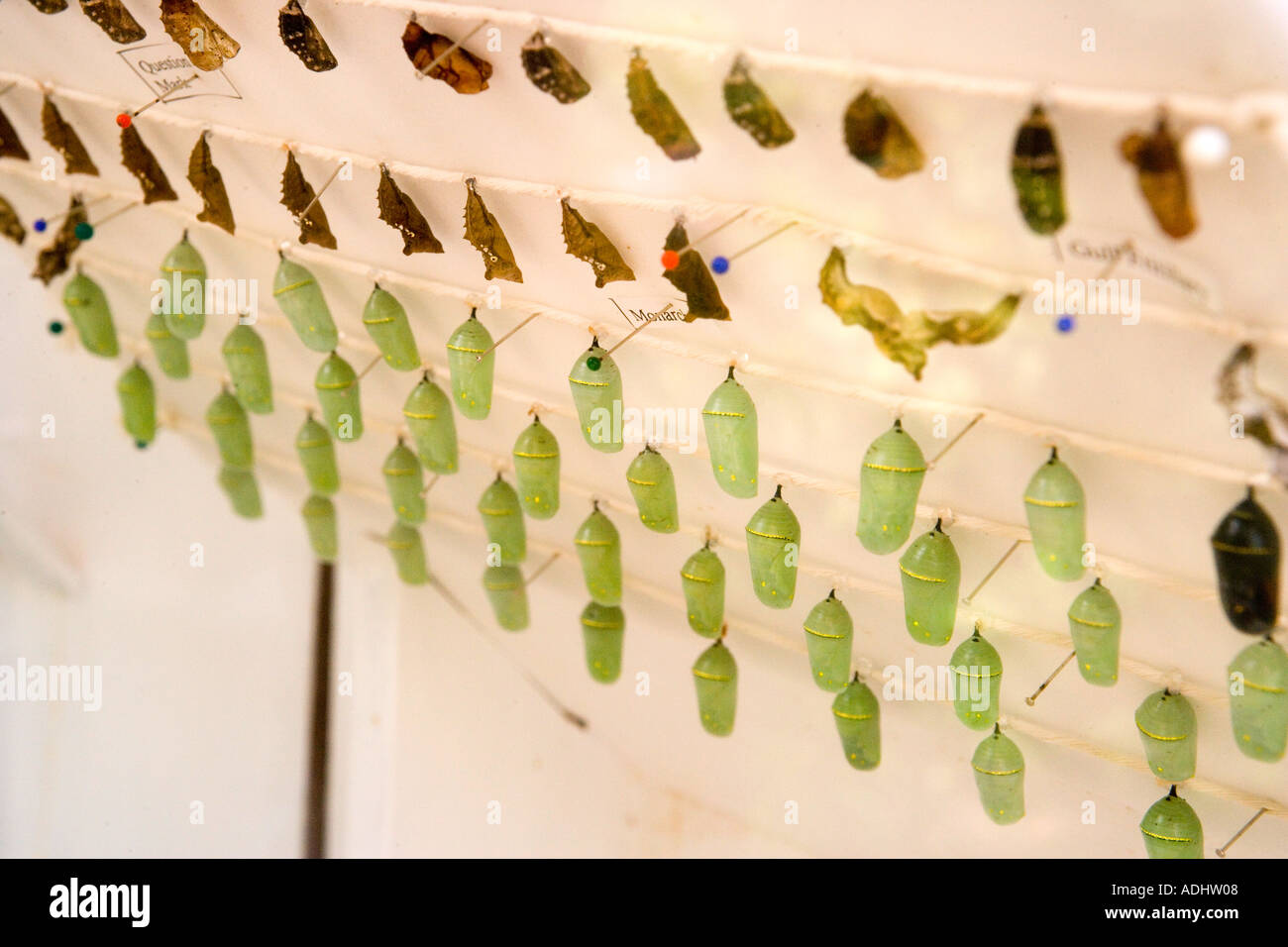rows of butterfly chrysalis on exhibit at butterfly pavilion Stock ...