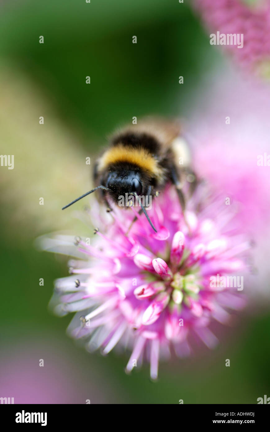 BEE GATHERING POLLEN FROM HEBE BUSH IN GARDEN Stock Photo - Alamy