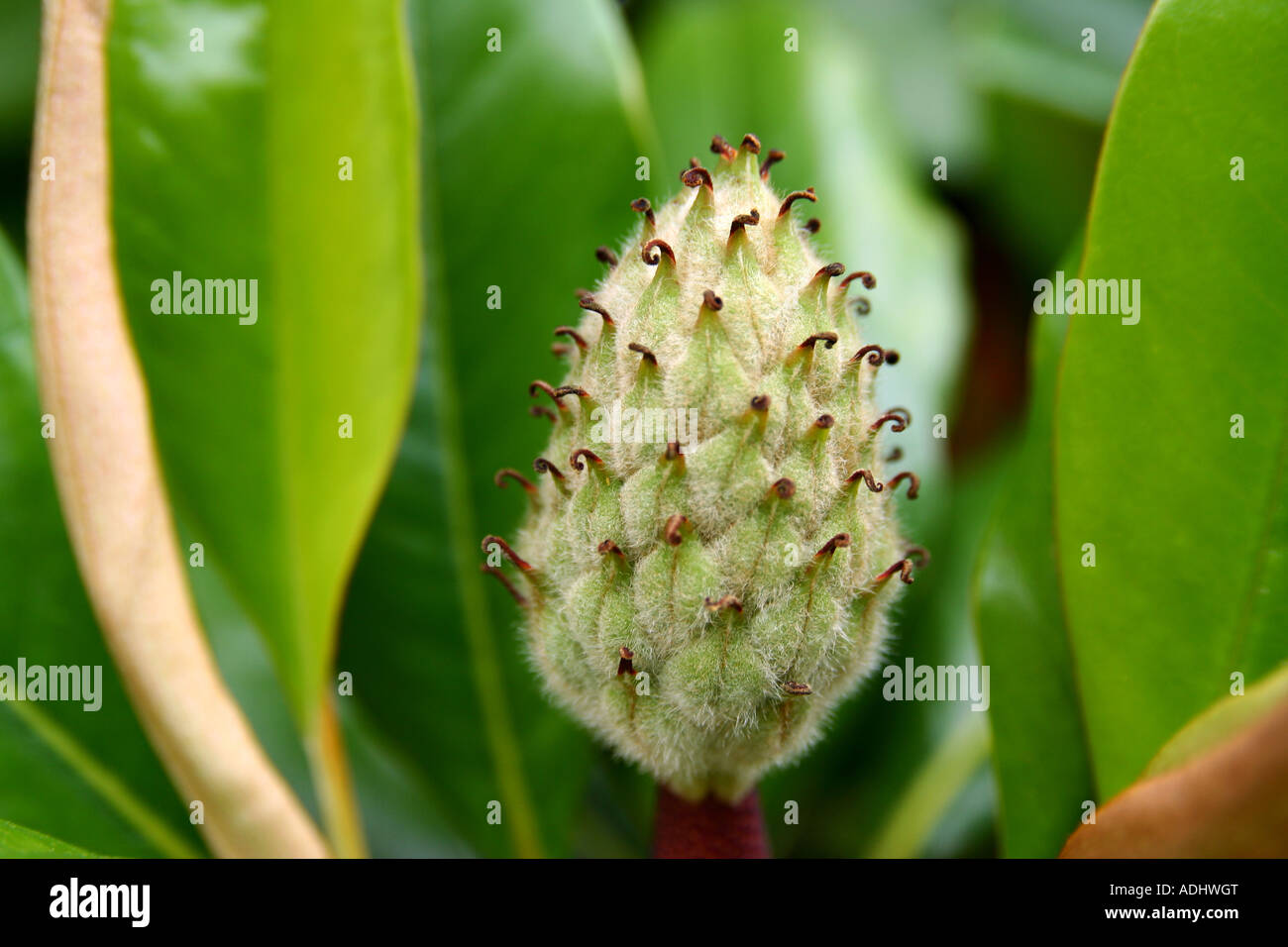 Seedpod hi-res stock photography and images - Alamy