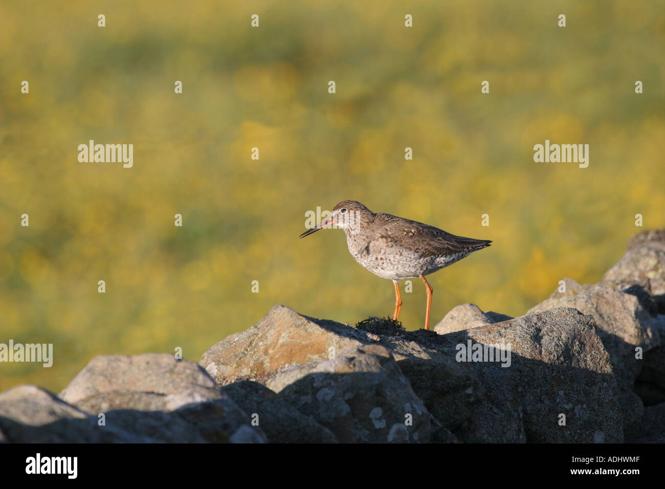 Buttercups backdrop hi-res stock photography and images - Alamy