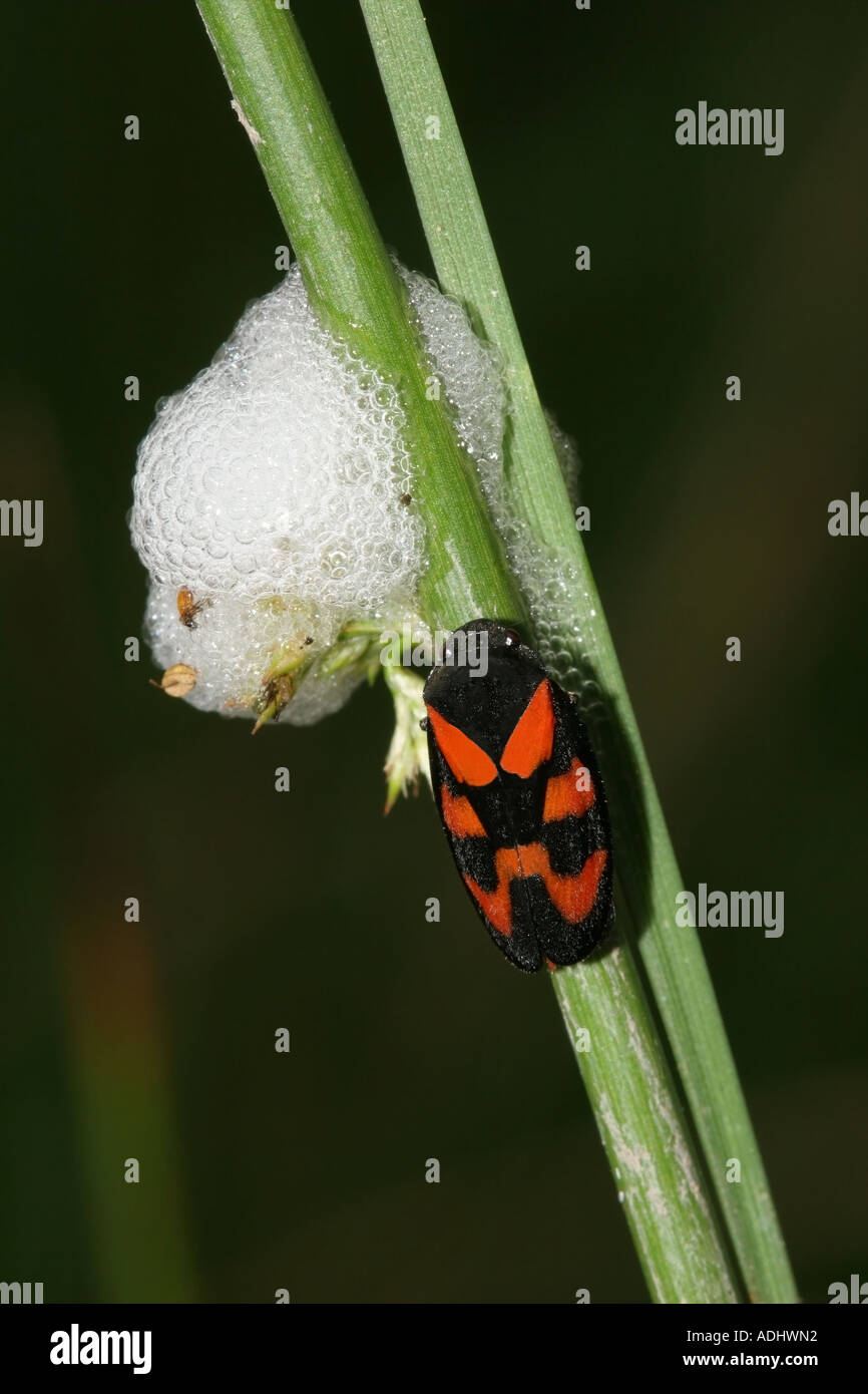 Frog hopper hi-res stock photography and images - Alamy