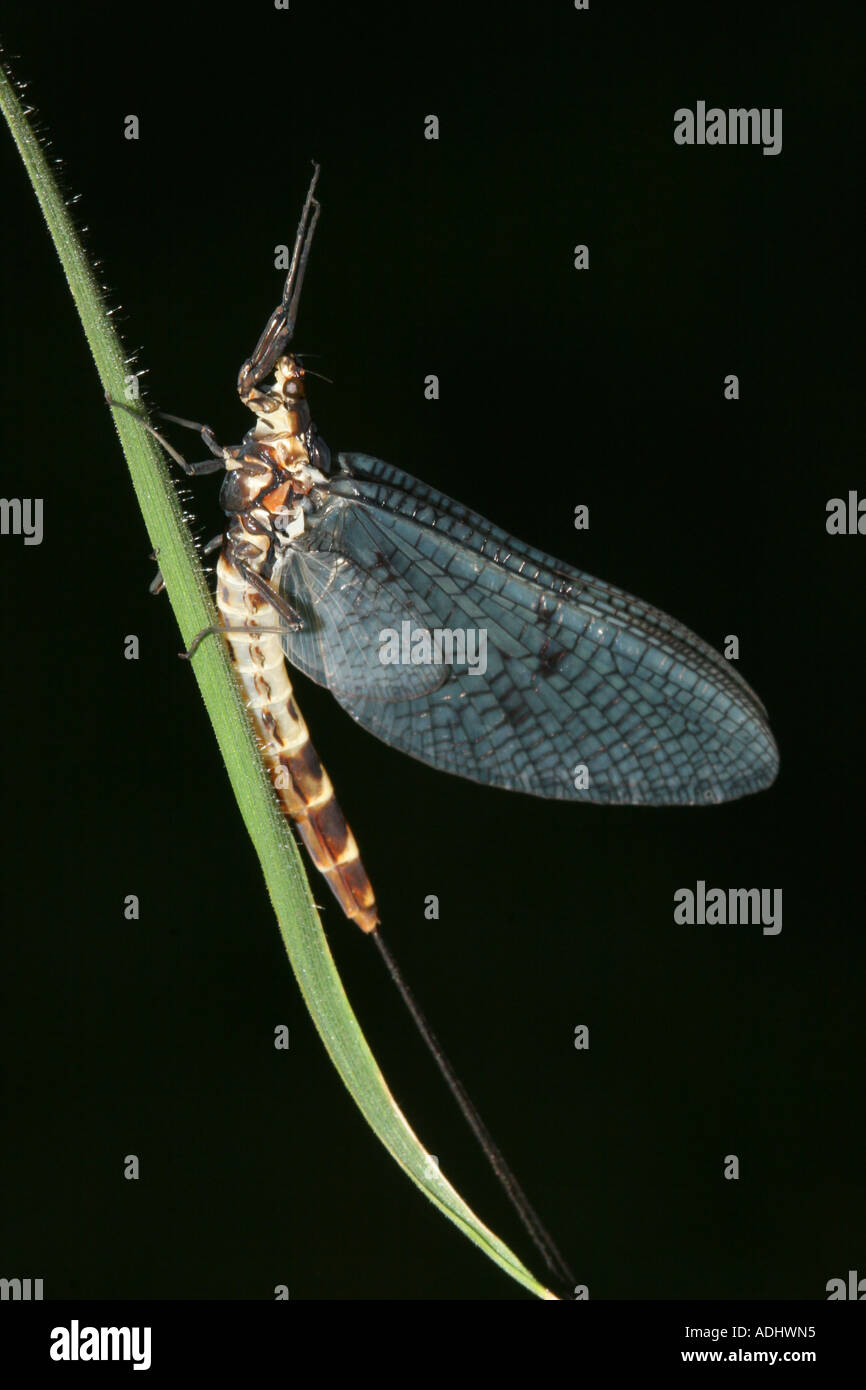 Mayfly Ephemera danica on Grass Stem Stock Photo - Alamy