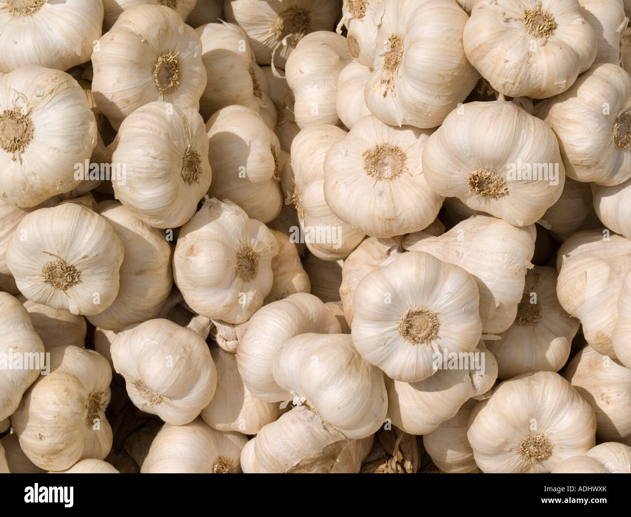 Garlic Allium sativum bulbs Stock Photo - Alamy