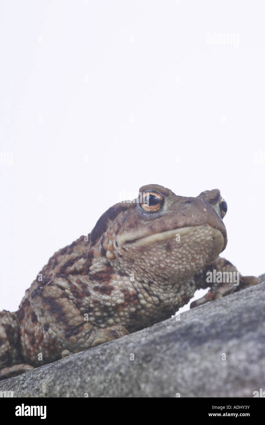 A Stock Photograph of a frog on a rock with a white background behind ...