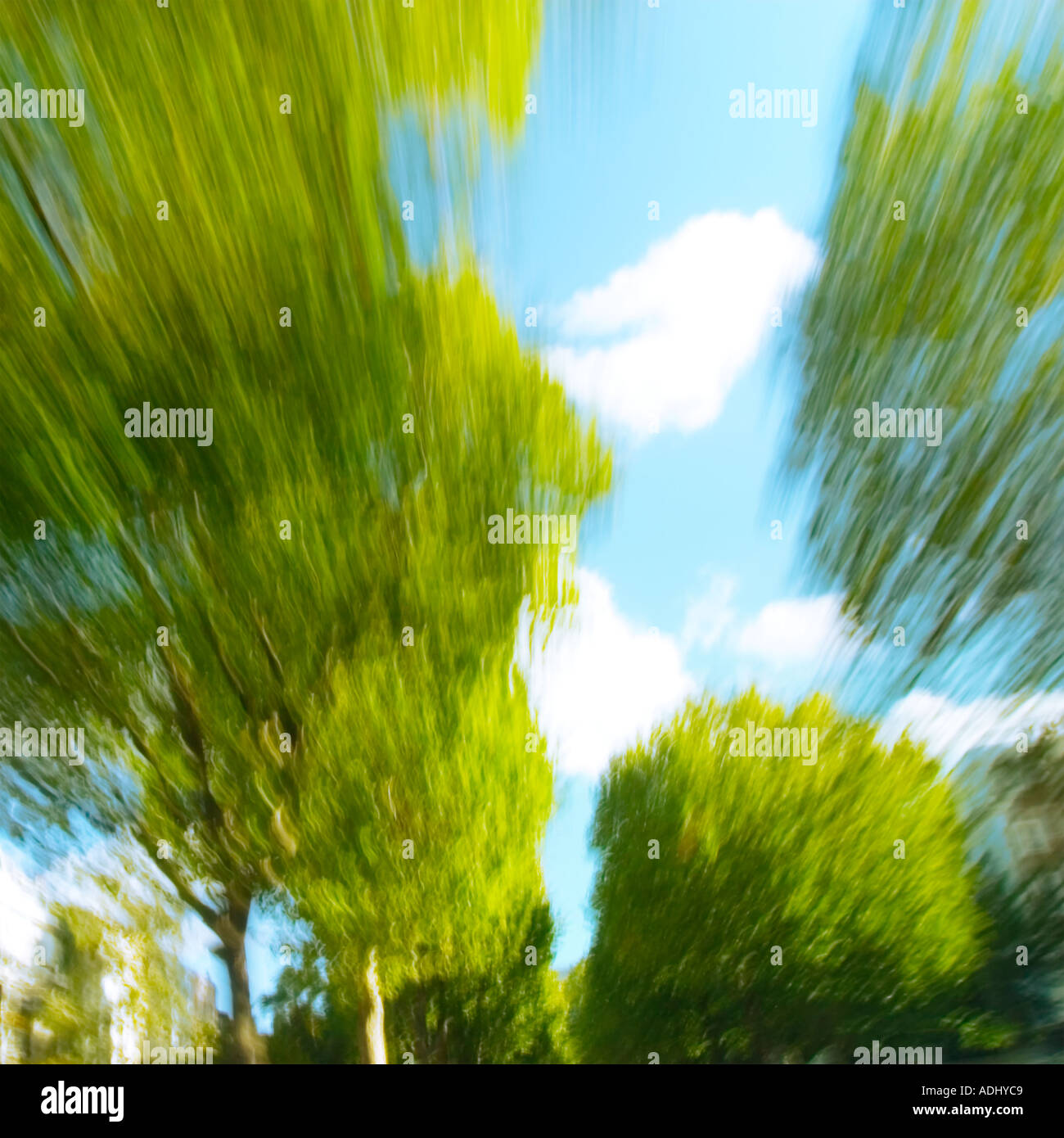 blurred trees looking up Stock Photo - Alamy