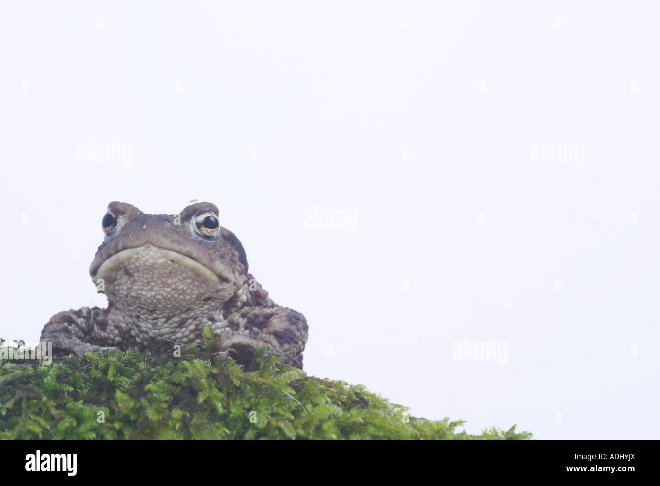 A Stock Photograph of a frog on a rock covered in moss with a white ...