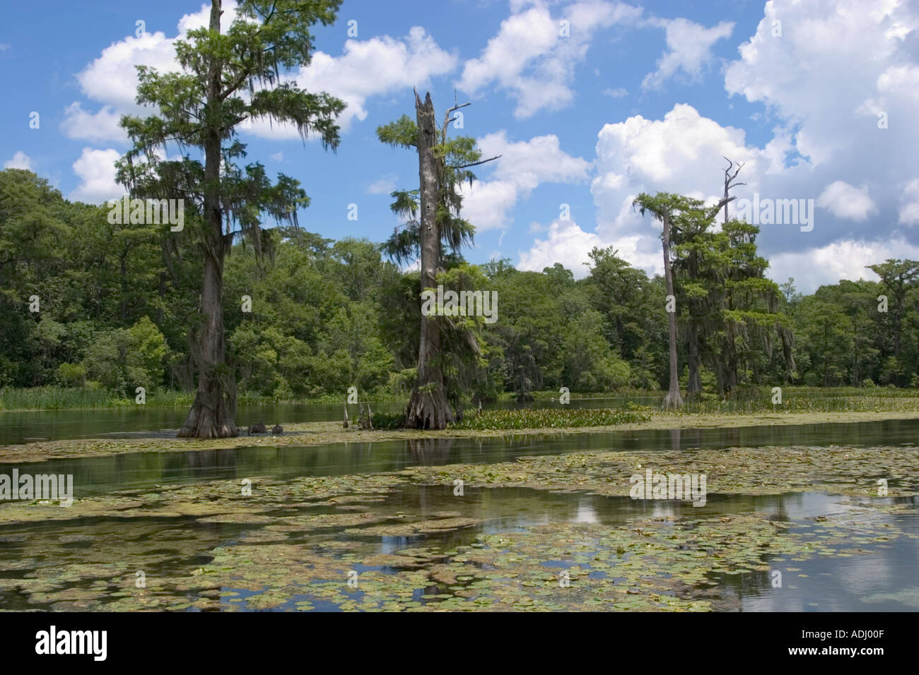 Wakulla River in Wakulla Springs State Park in the Panhandle region of ...