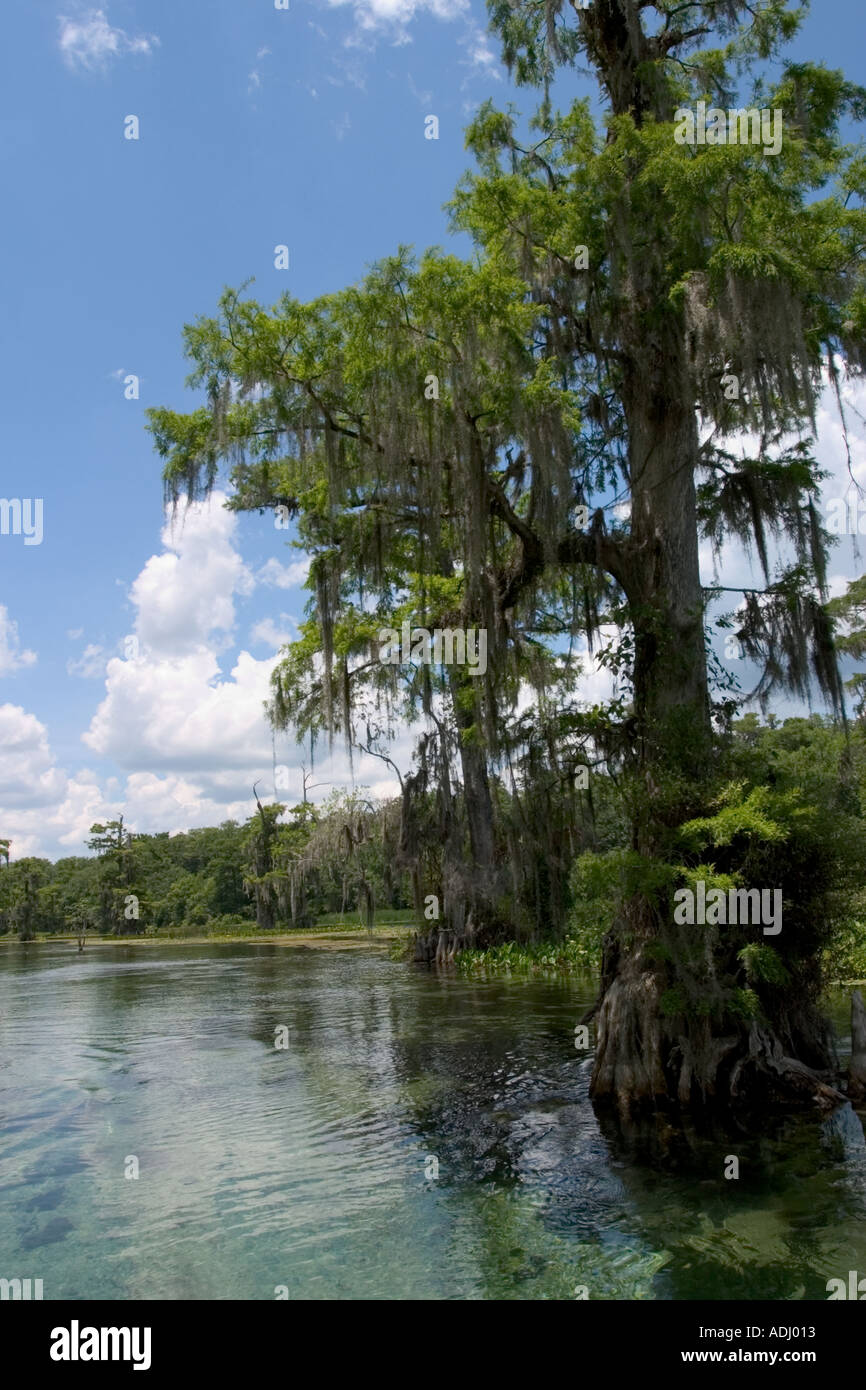 Wakulla River in Wakulla Springs State Park in the Panhandle region of ...