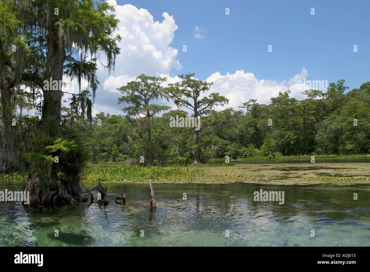 Wakulla River in Wakulla Springs State Park in the Panhandle region of ...