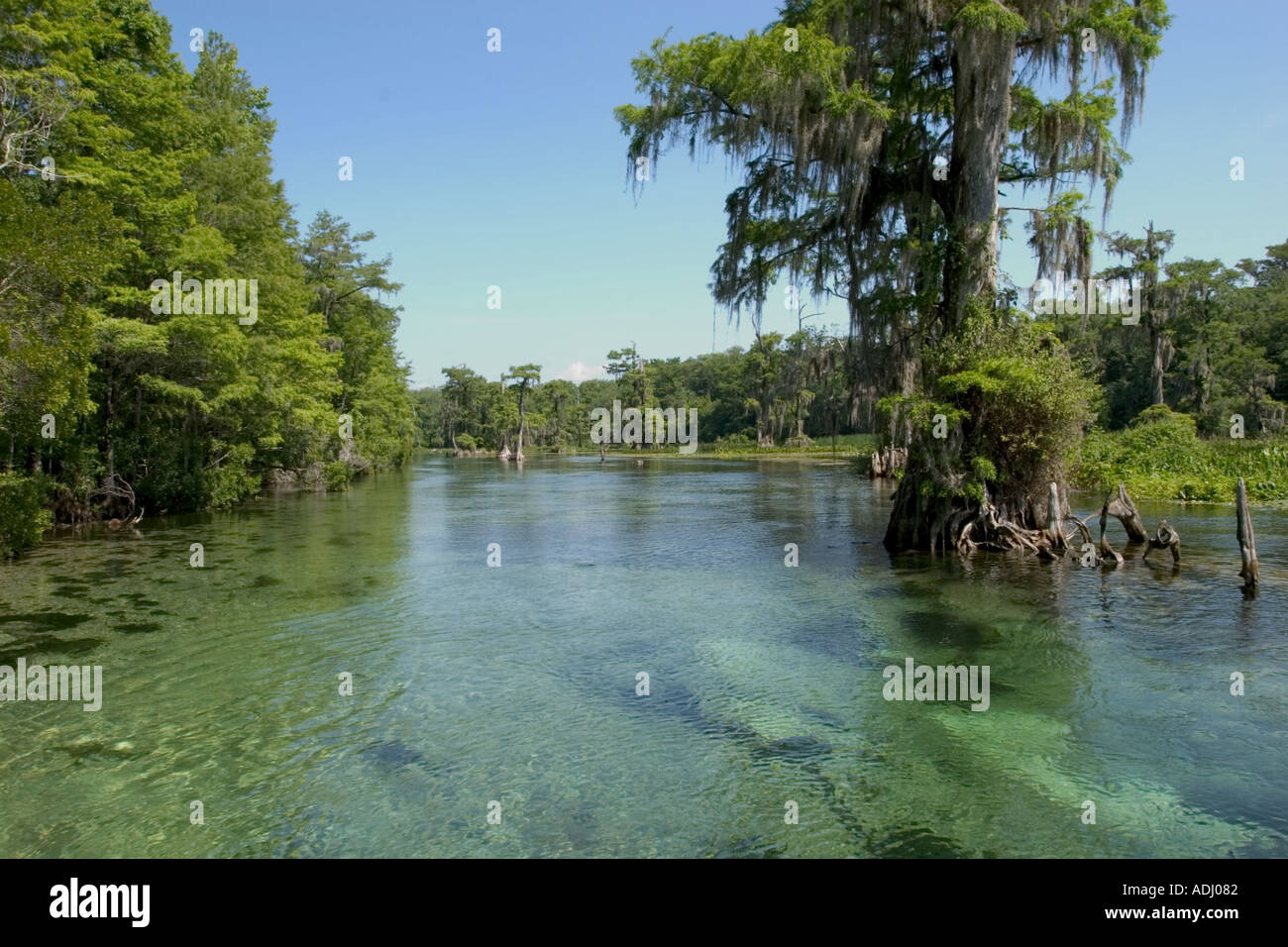 Wakulla River in Wakulla Springs State Park in the Panhandle region of ...