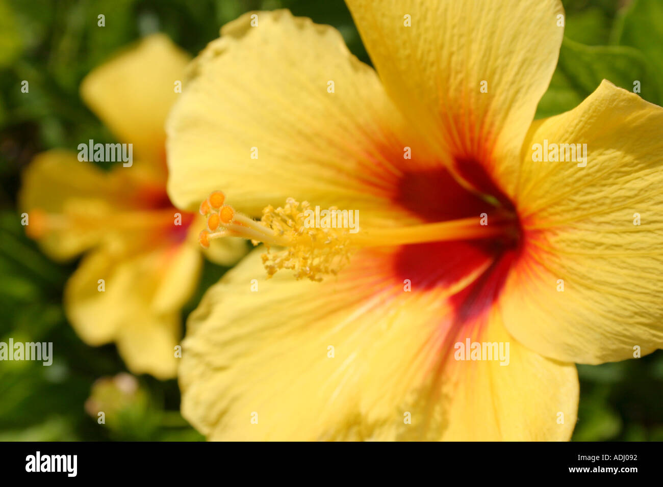 Yellow Hibiscus Hawaii High Resolution Stock Photography and Images - Alamy