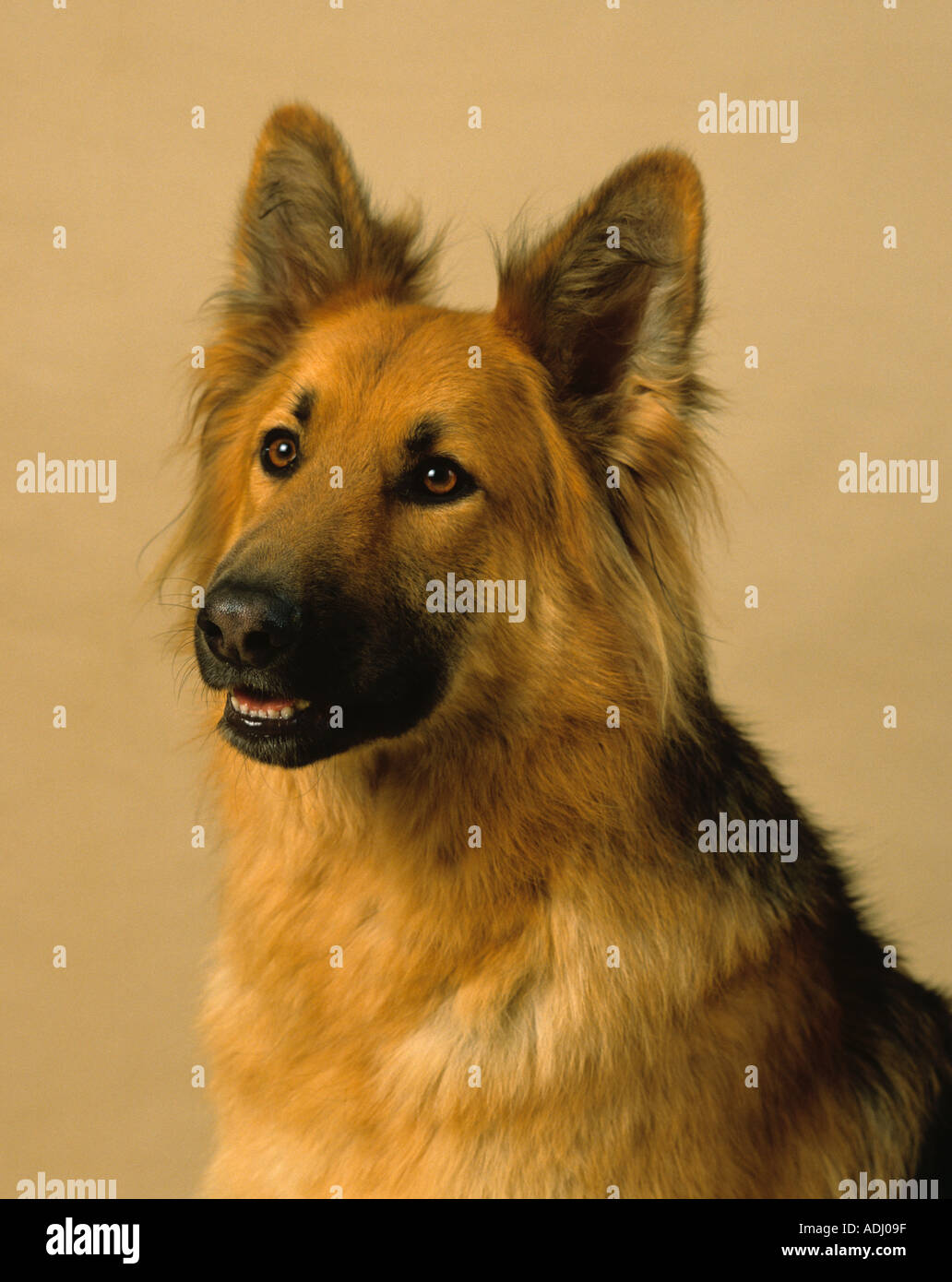 German Shepherd Dog Portrait Stock Photo - Alamy