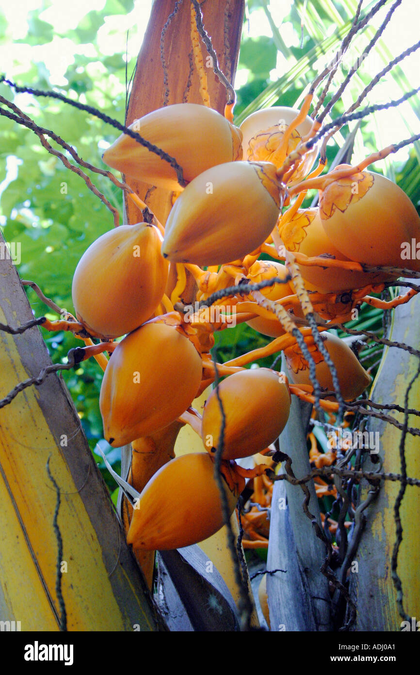 Cluster of golden coconuts in palm tree Stock Photo - Alamy