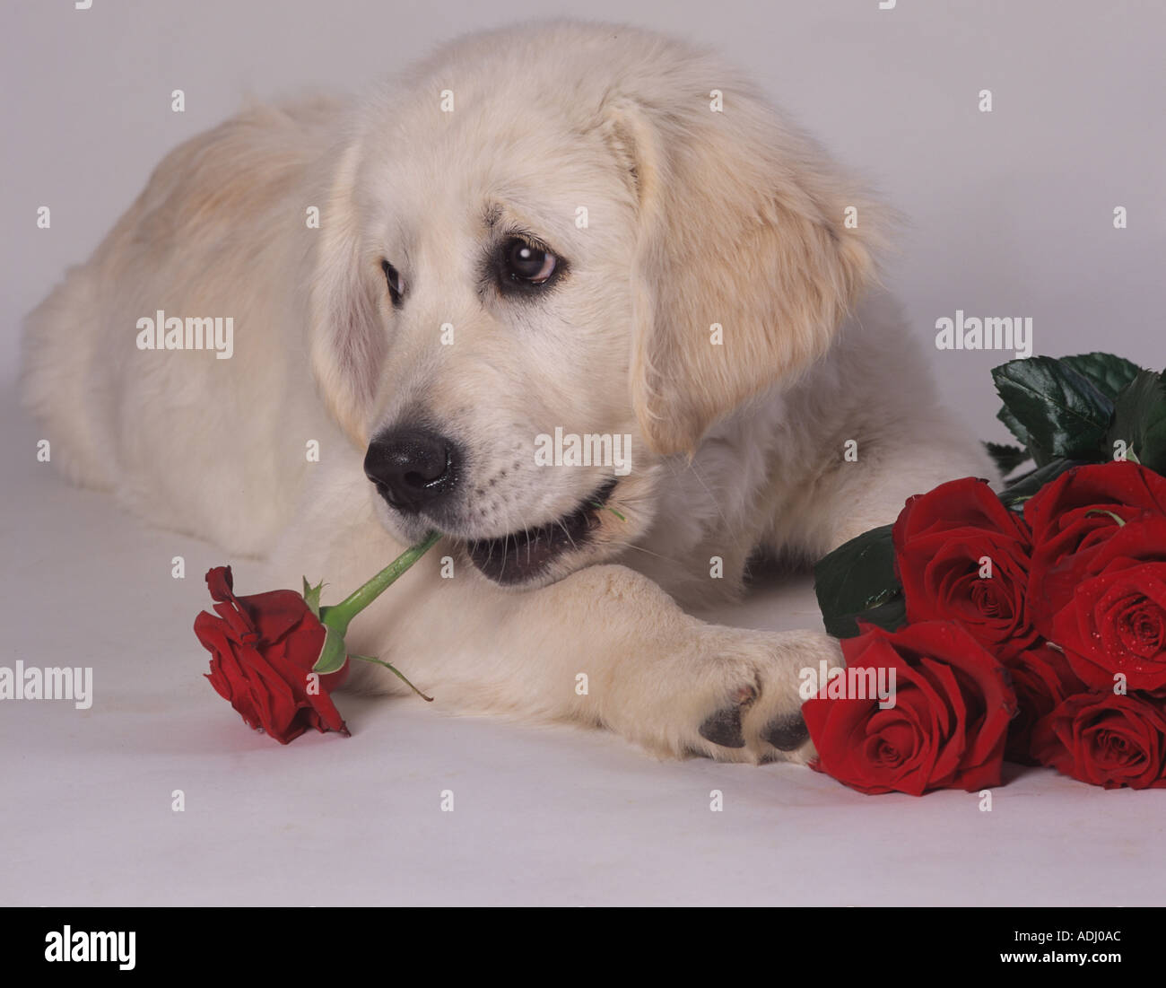 Golden Retriever Puppy with Roses Stock Photo - Alamy