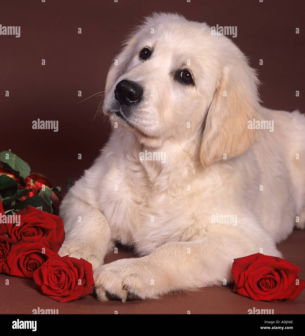Golden Retriever Puppy with Roses Stock Photo - Alamy