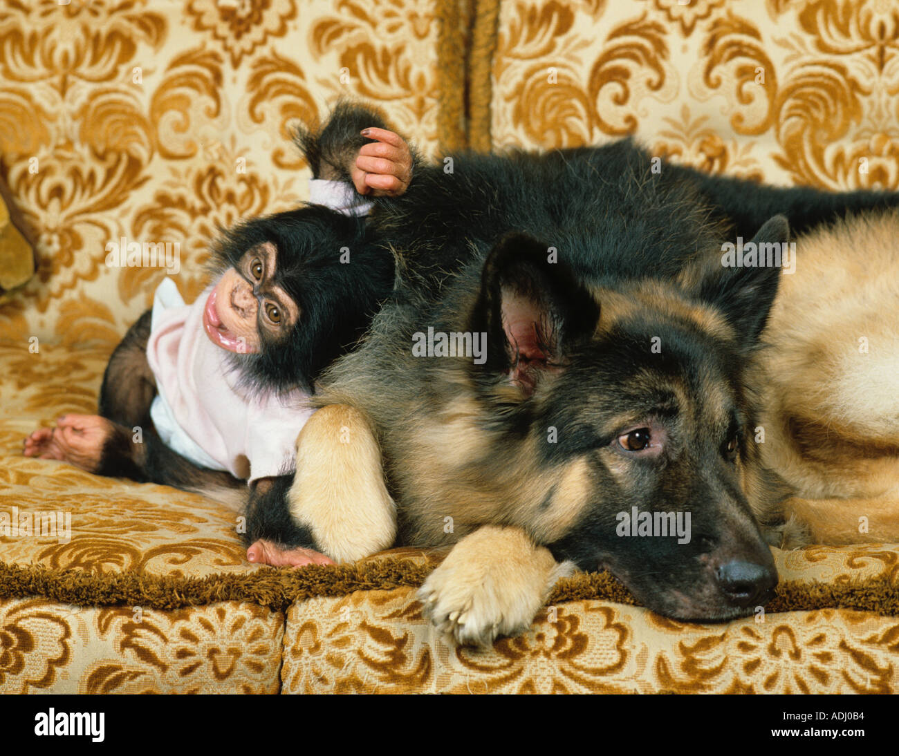 German Shepherd Dog and baby Chimpanzee Stock Photo - Alamy