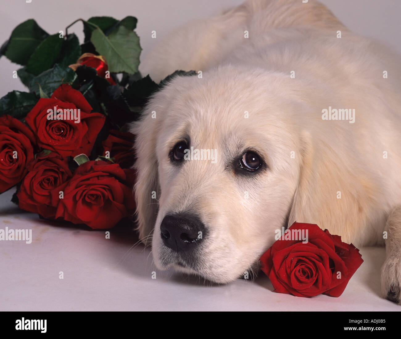 Rose A Holding Puppy Furry