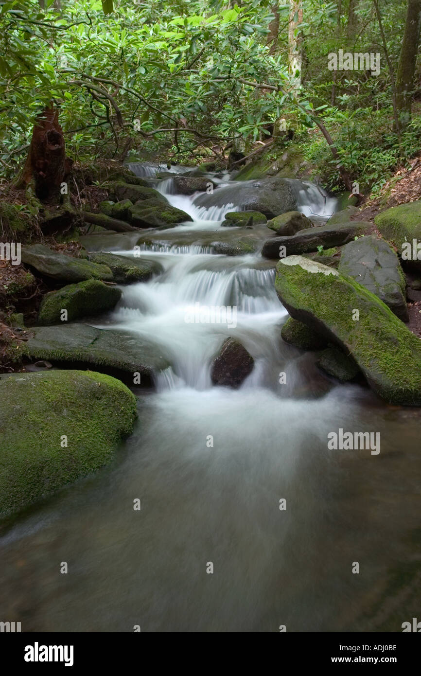 Roaring Fork stream on the Roaring Fork Motor Nature Trail in the Great ...