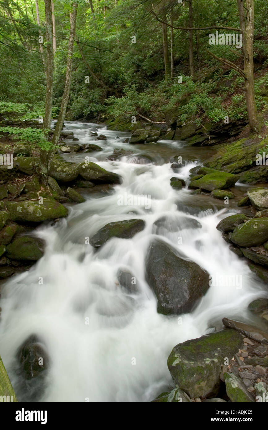 Roaring Fork stream on the Roaring Fork Motor Nature Trail in the Great ...