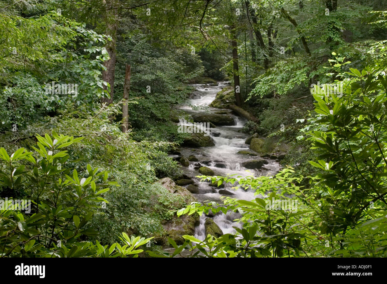 Roaring Fork stream on the Roaring Fork Motor Nature Trail in the Great ...