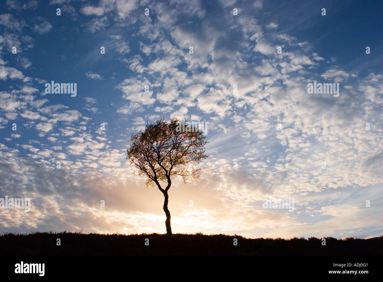 Morrone Birkwood scottish heather moors and Silver Birch trees Mar ...