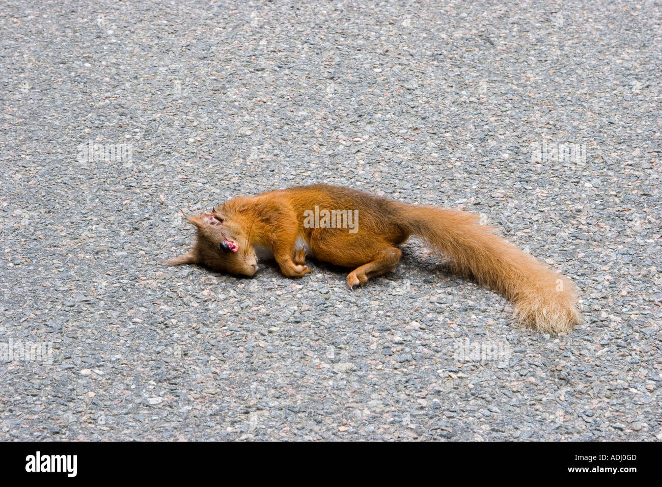 Red Squirrel black spots” Red Squirrel road kill Scotland uk Stock ...