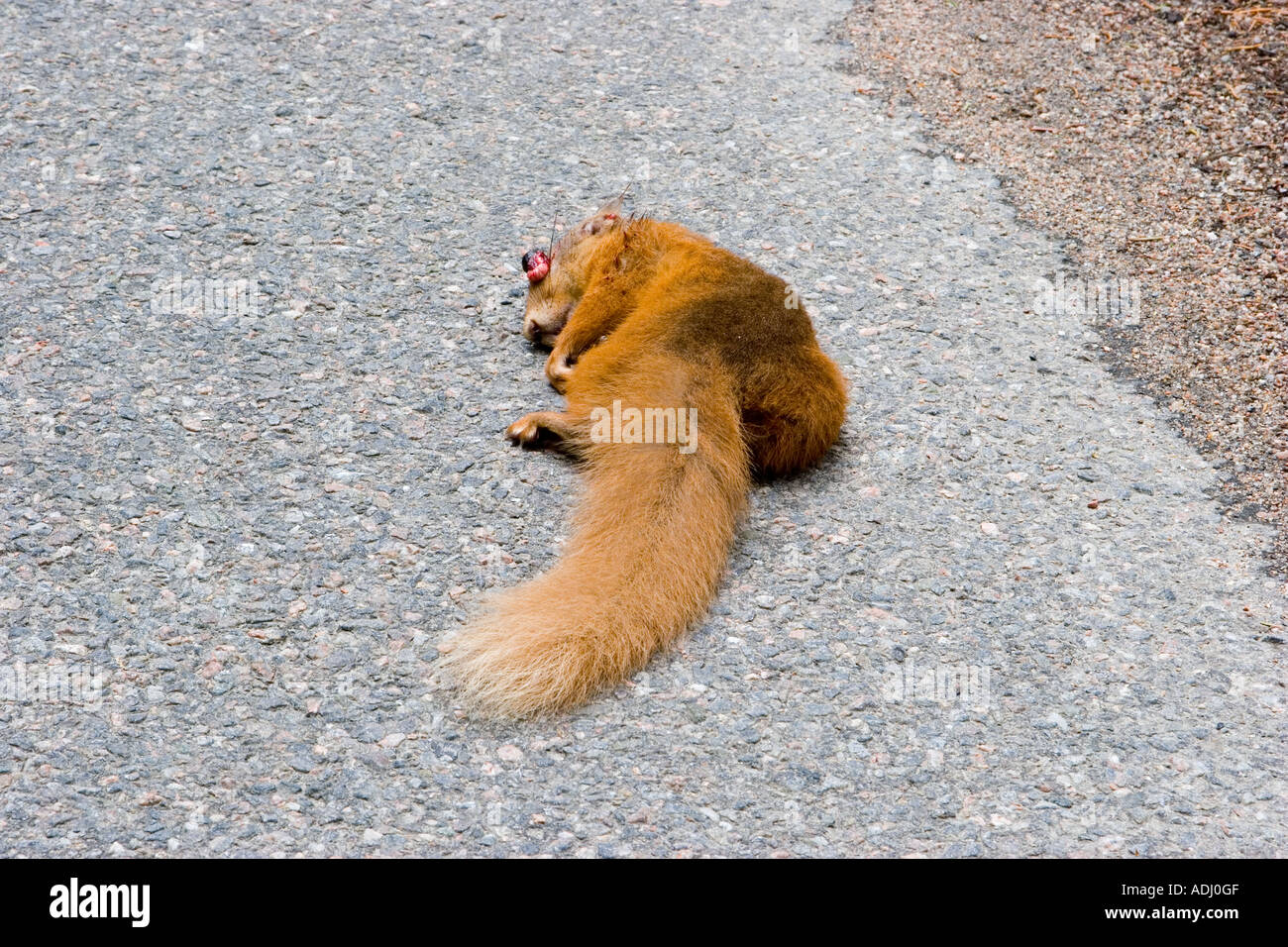 Scottish Red Squirrel road kill Scotland uk Stock Photo - Alamy