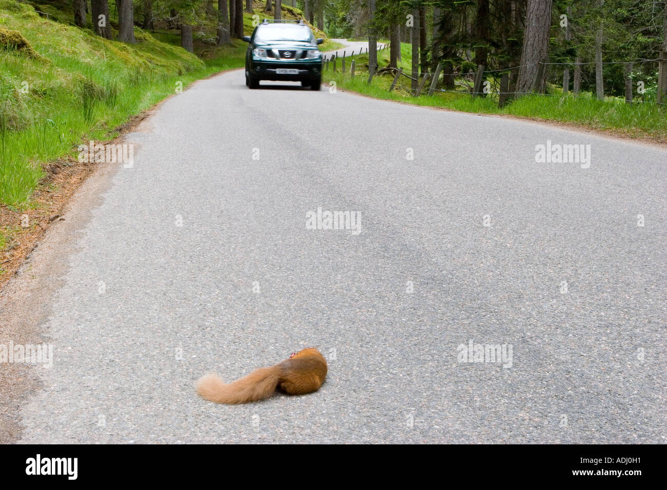 Road kill dead Scottish Red Squirrel on Highland road to Inverey ...