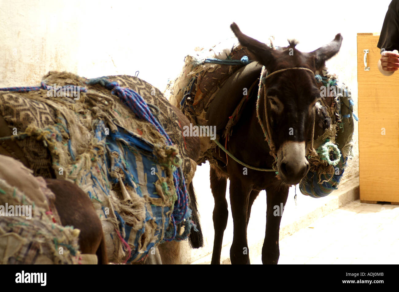 Pack mule standing hi-res stock photography and images - Alamy