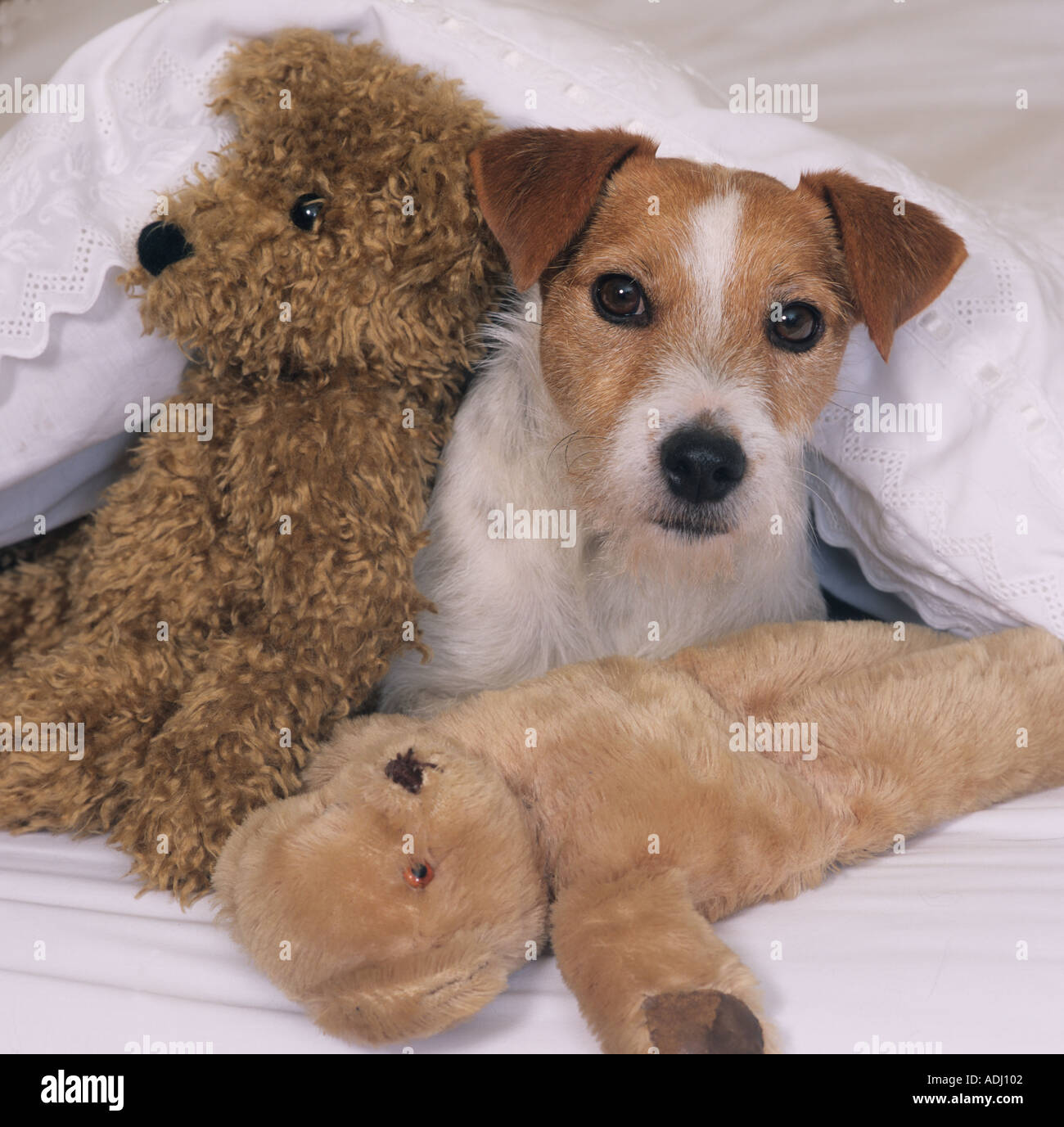 Jack Russell Terrier in Owners Bed Stock Photo - Alamy