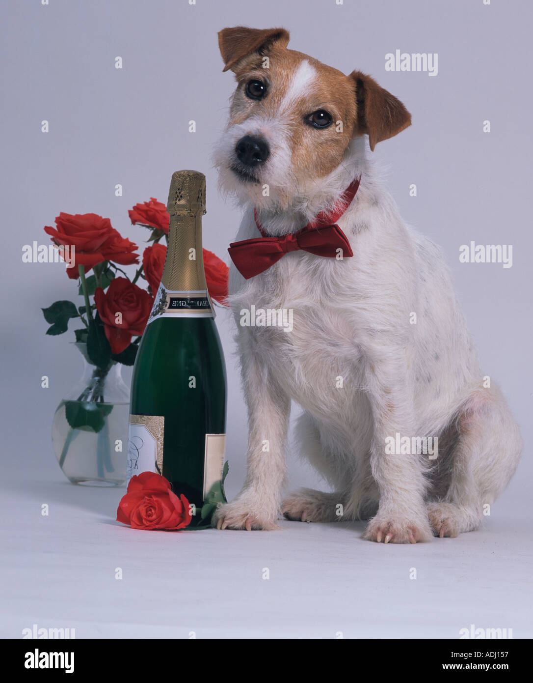 Jack Russell Terrier Party Celebration Stock Photo - Alamy