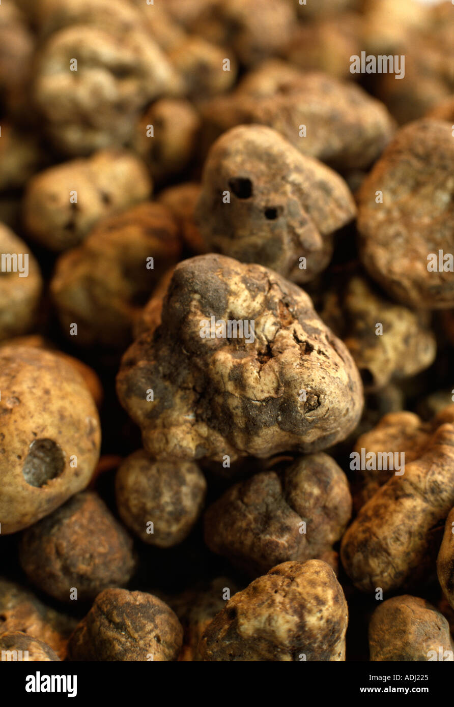 Pico fungi hi-res stock photography and images - Alamy