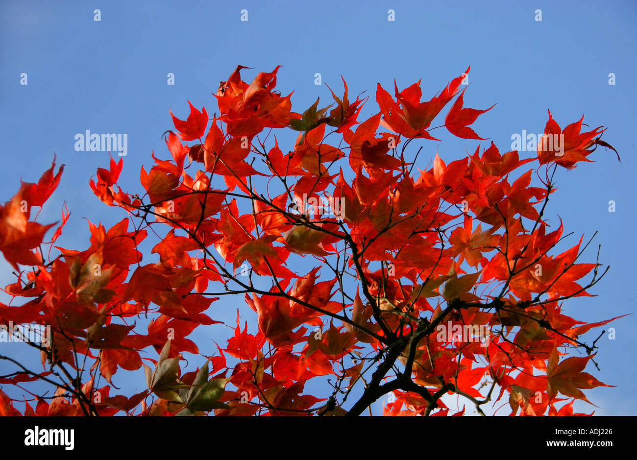 Red Maple Tree Leaves Stock Photo - Alamy
