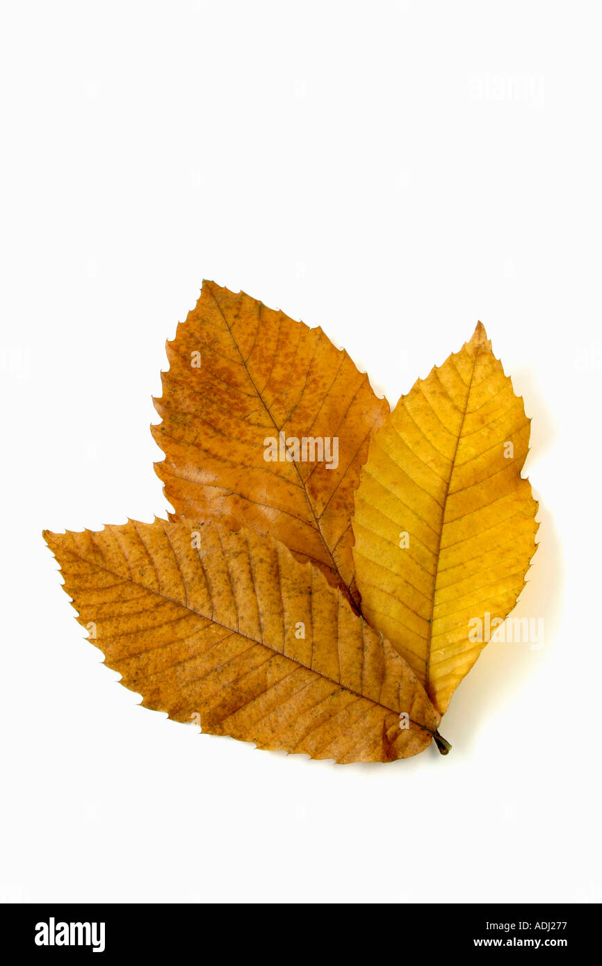 Autumnal beech tree leaf Cut Out Stock Images & Pictures - Alamy
