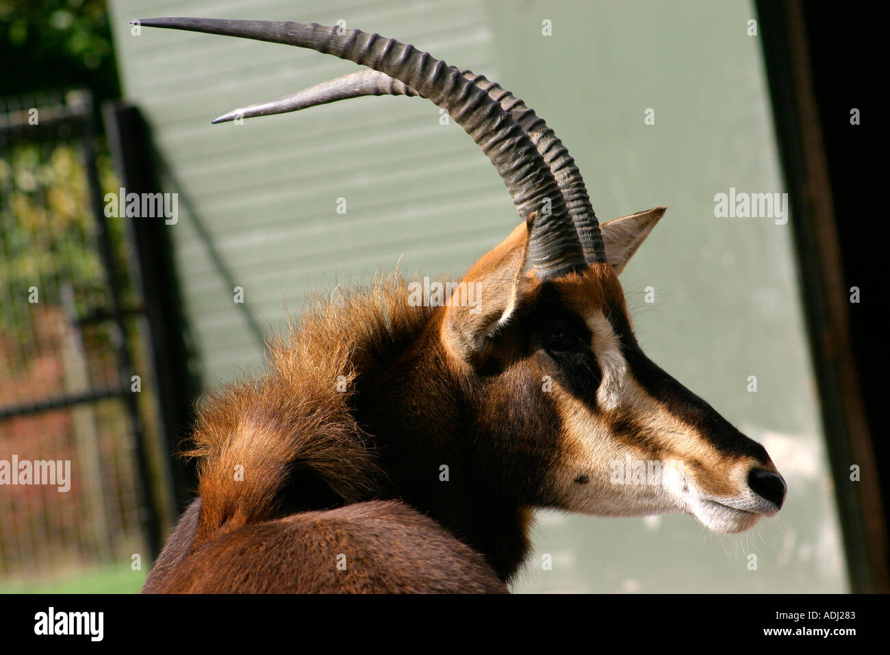 Africa antelope ears sable antelope hi-res stock photography and images ...