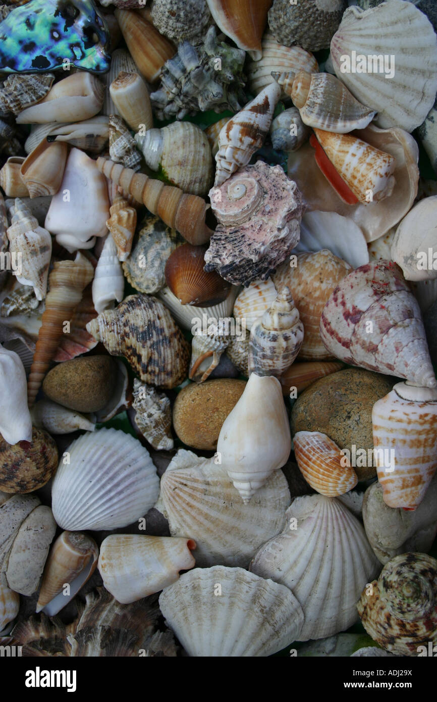 shells, pebbles and stones on the beach Stock Photo - Alamy