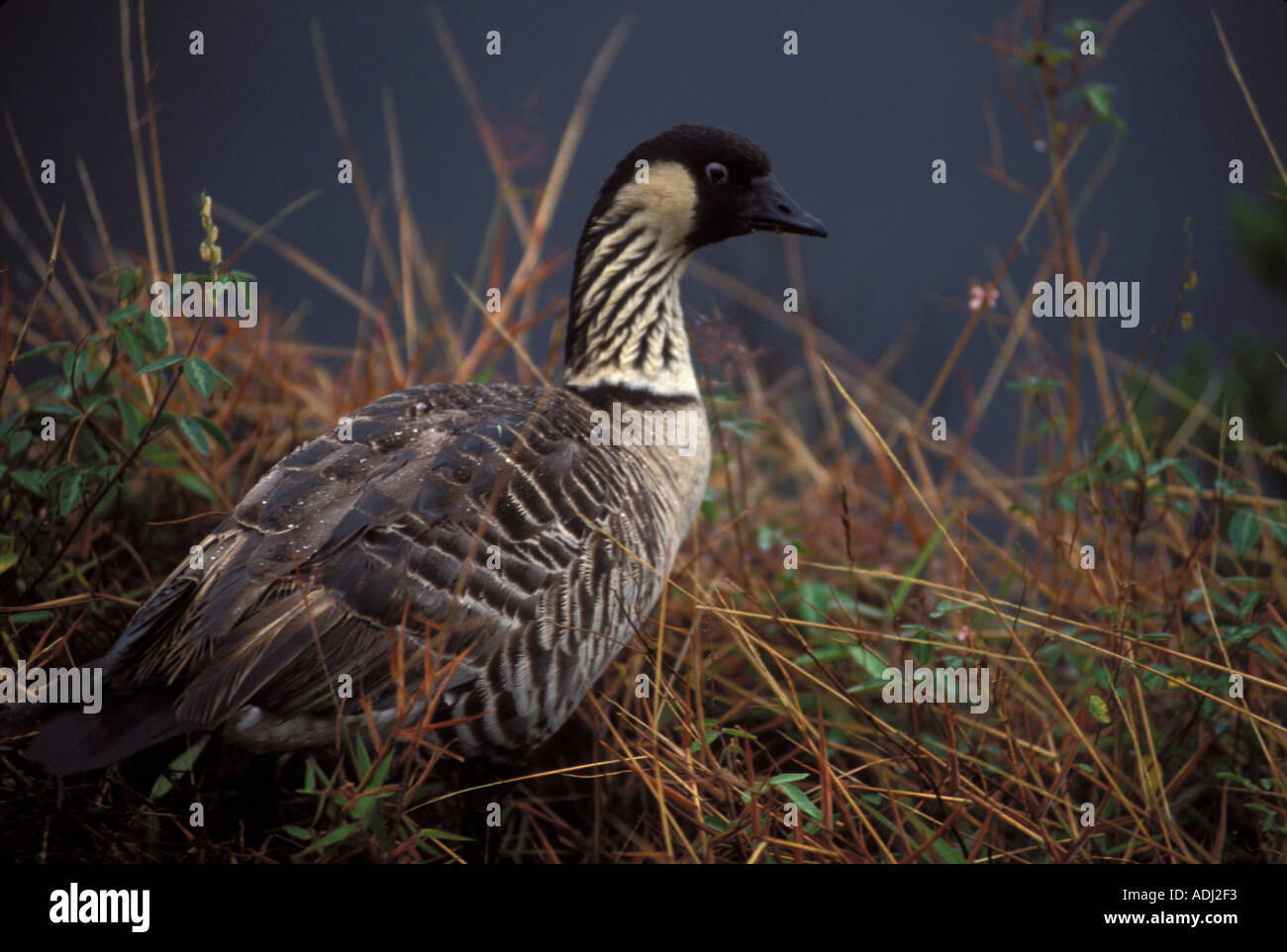 Nene or Hawaiian Goose Nasochen sandvicensis endangered Hawaii ...