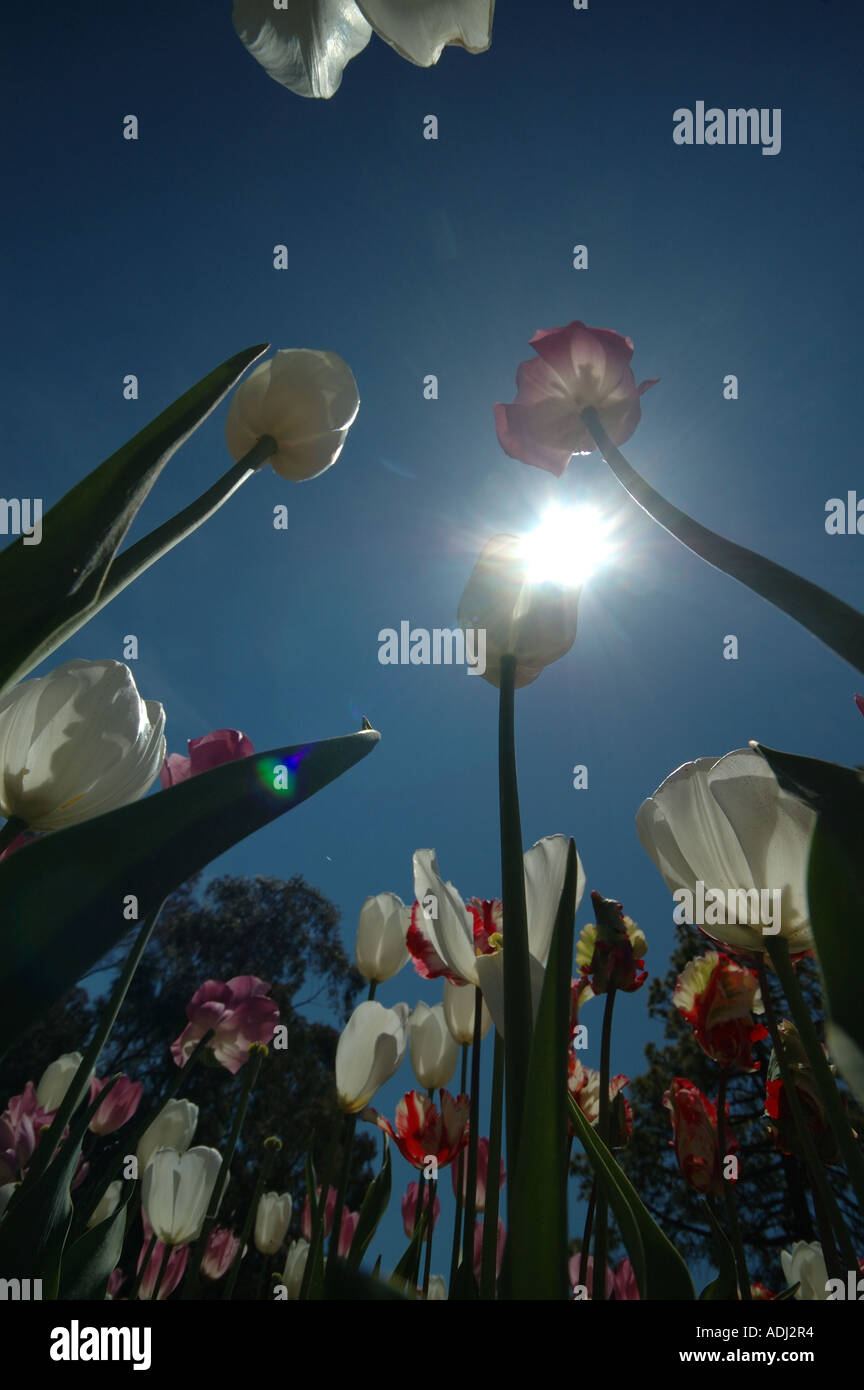 Worms eye view of a tulip garden Stock Photo - Alamy