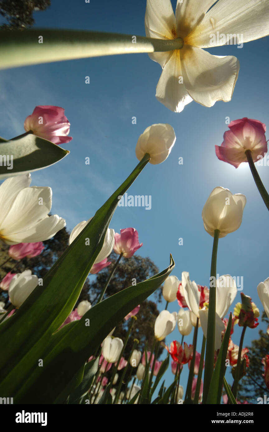 Worms eye view of a tulip garden Stock Photo - Alamy