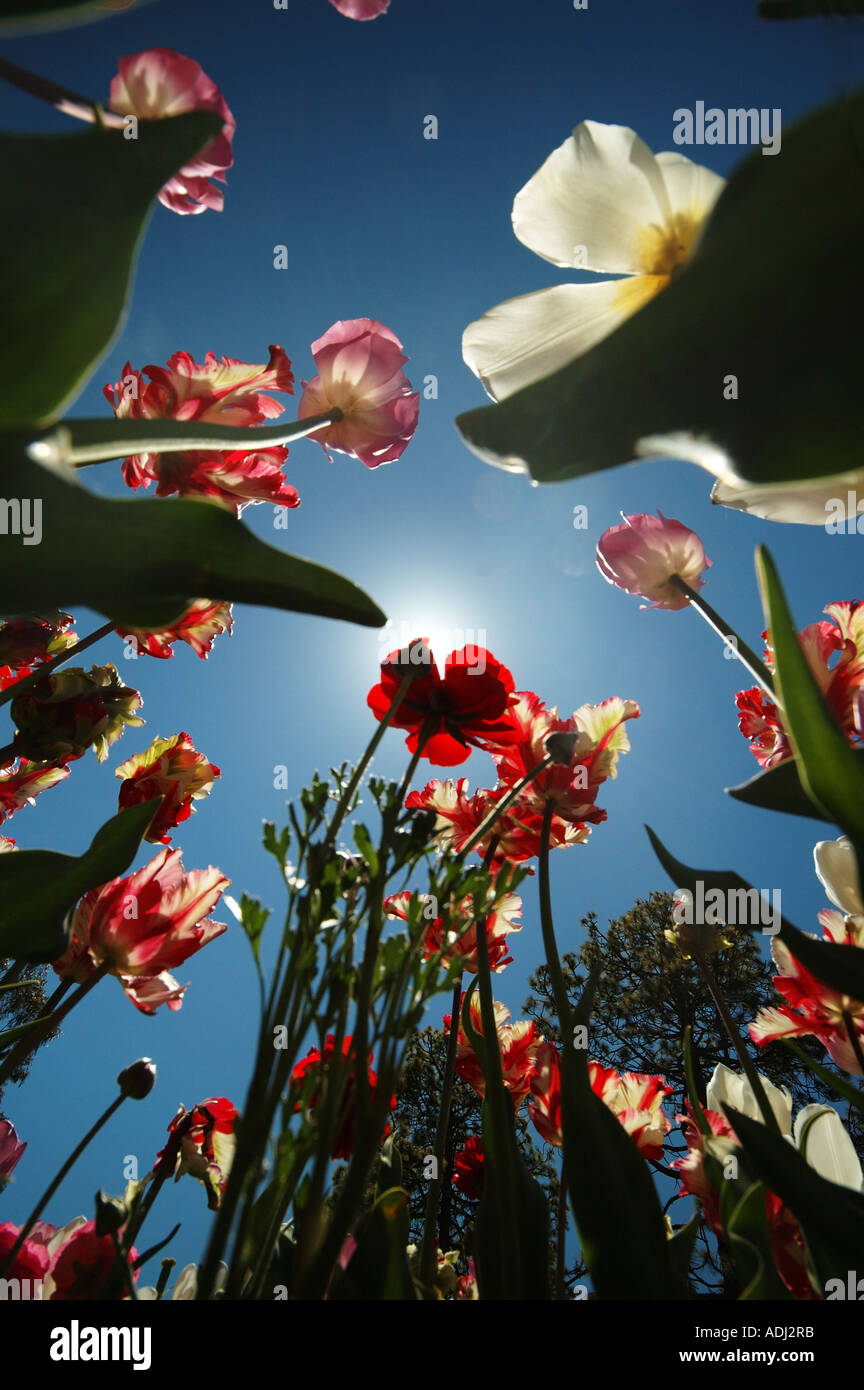Worms eye view of a tulip garden Stock Photo - Alamy