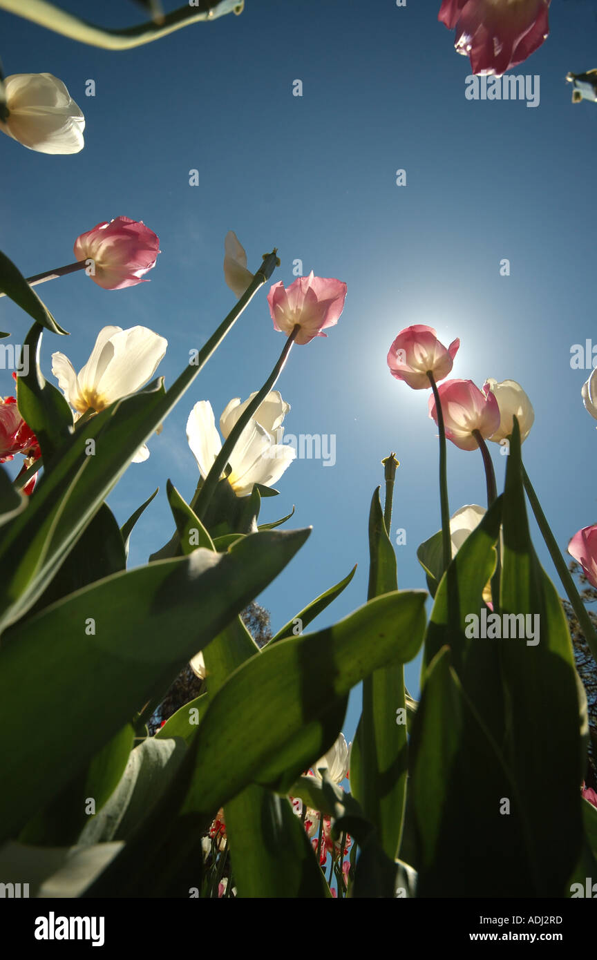 Worm's eye view hi-res stock photography and images - Alamy