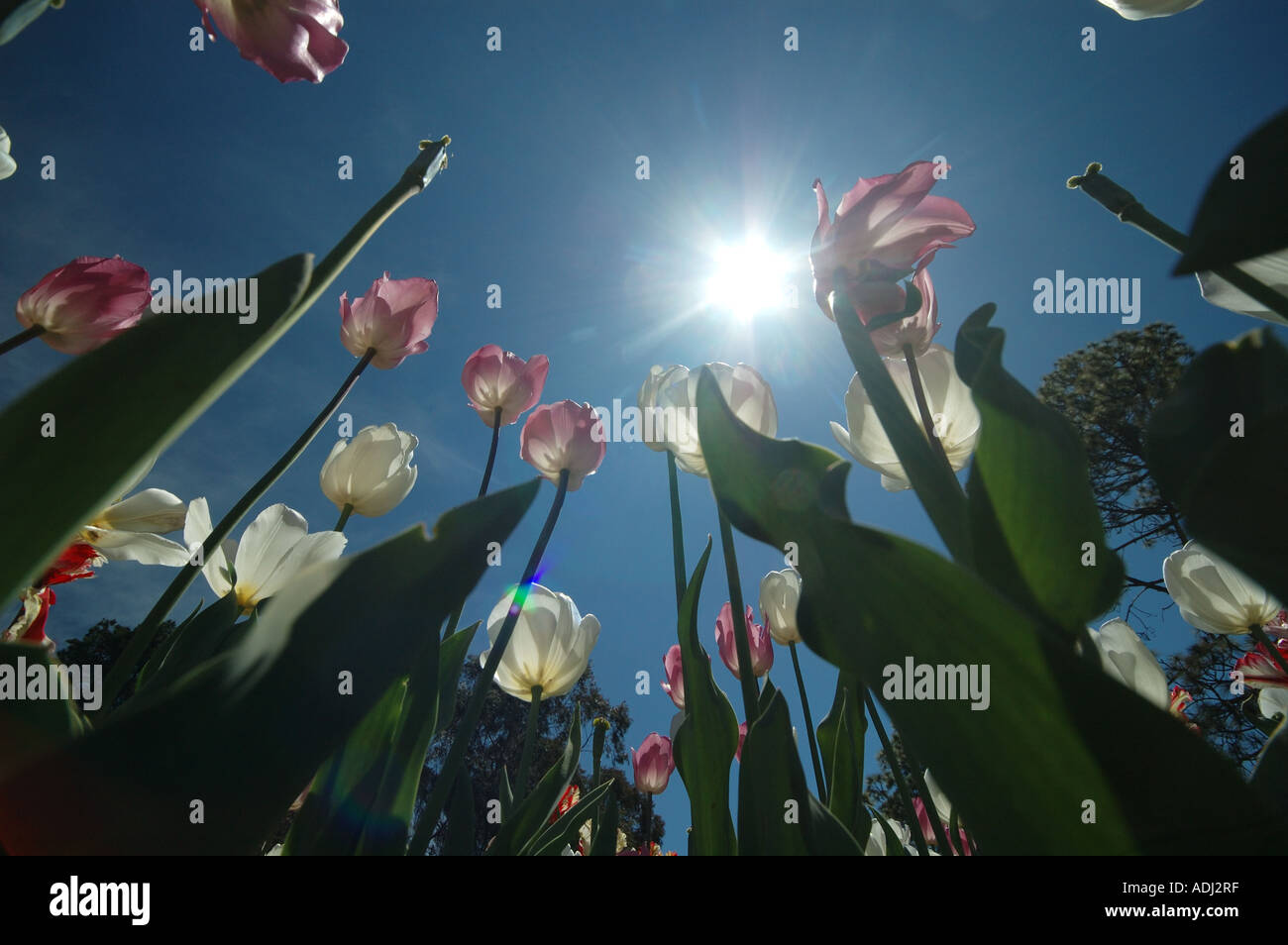 Worms eye view of a tulip garden Stock Photo - Alamy
