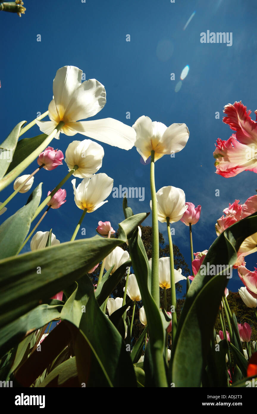 worms eye view of tulip garden Stock Photo - Alamy