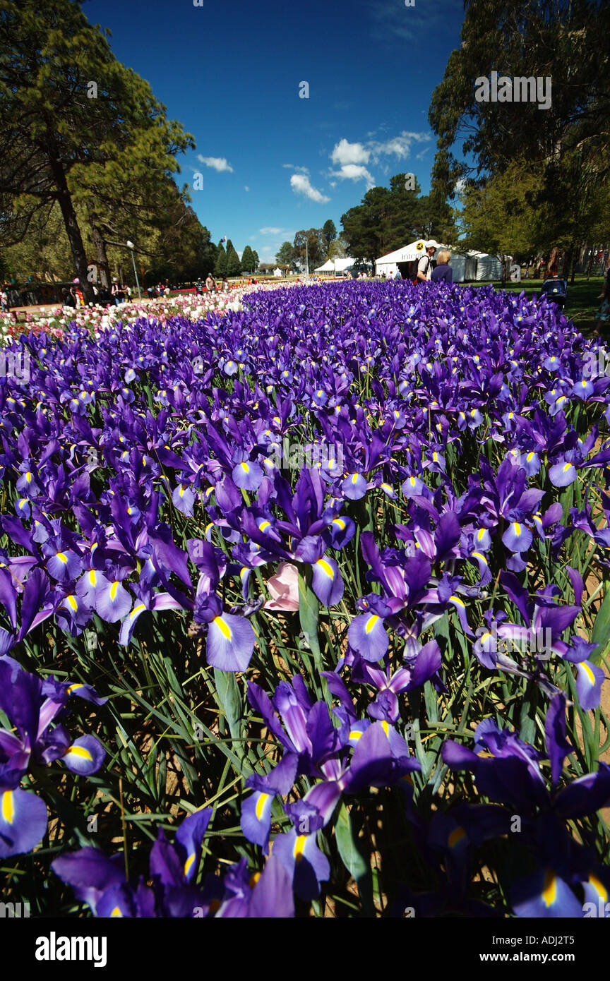 Brilliant blue Iris prismatica in display garden . A perennial herb ...