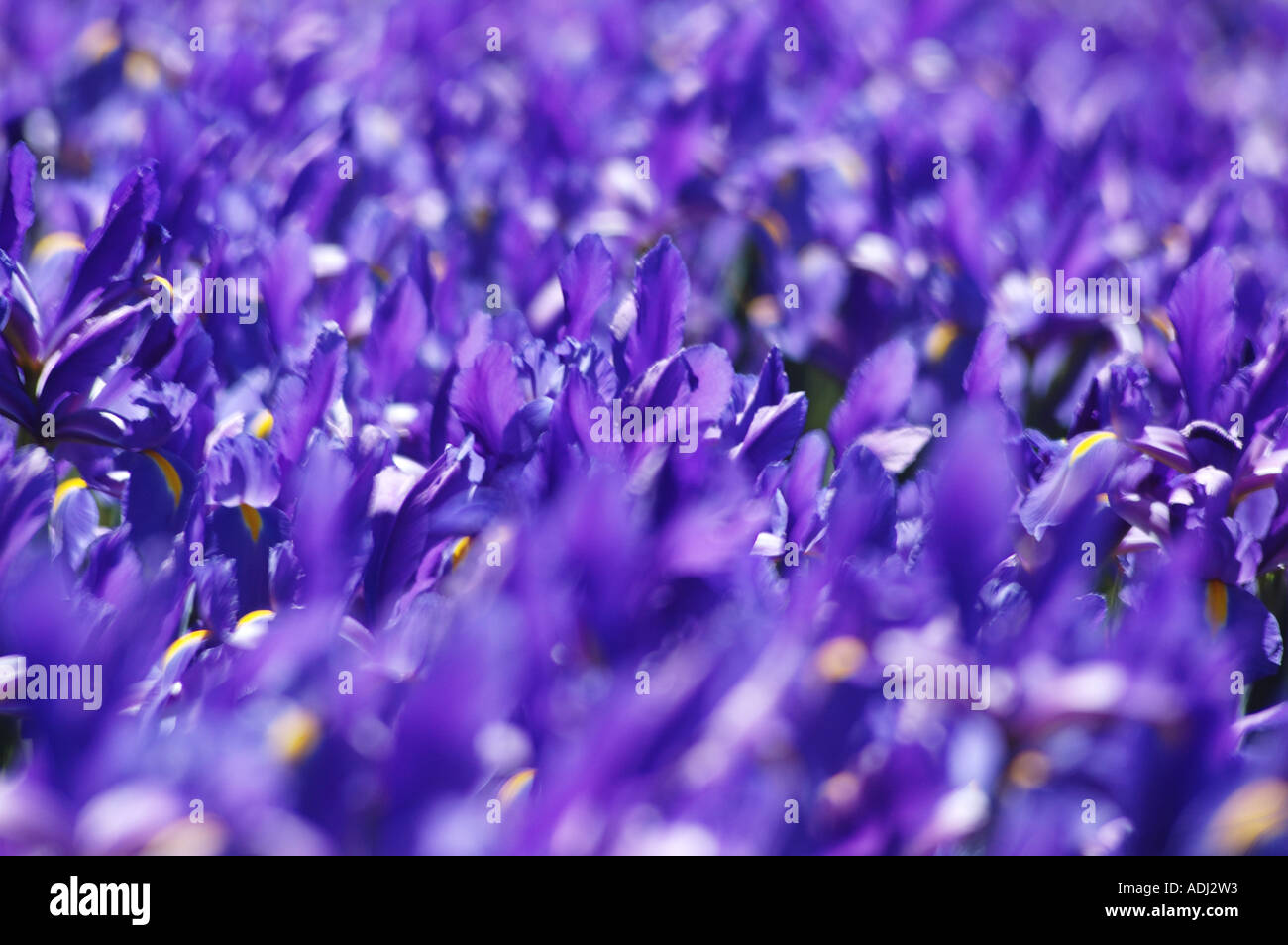 Brilliant blue Iris prismatica in display garden . A perennial herb ...