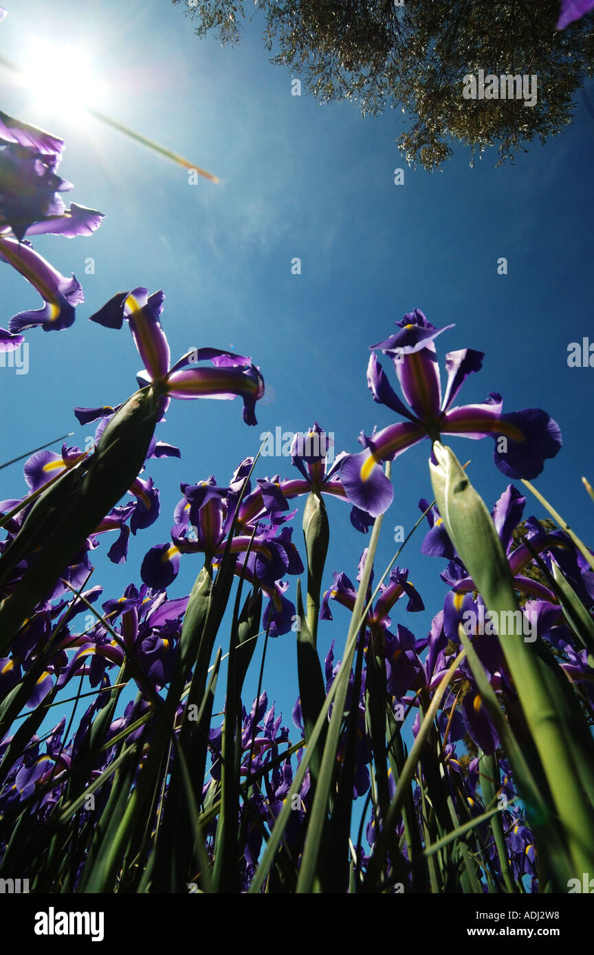 Iris prismatica in display garden a perennial herbs, growing from ...