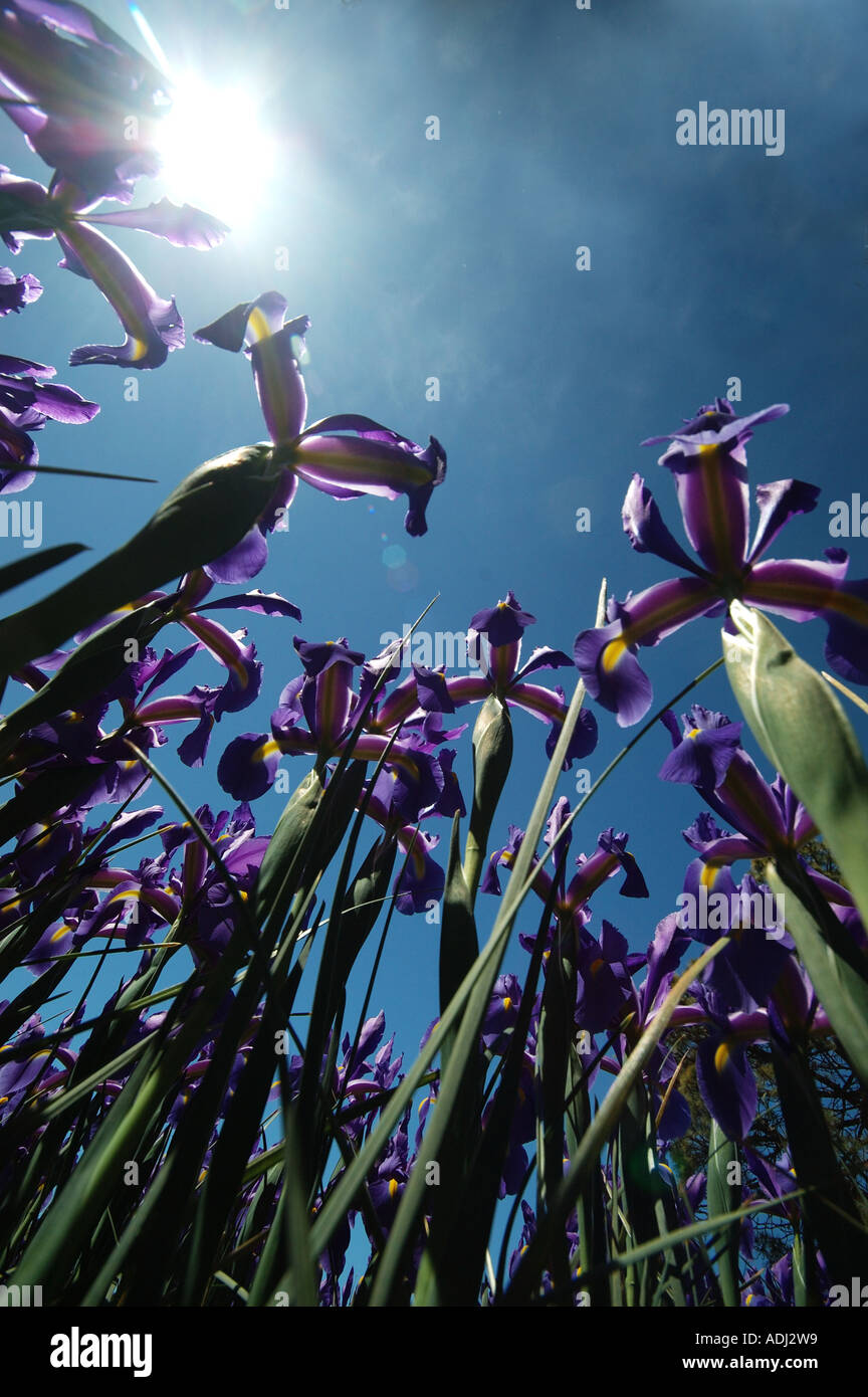 Iris prismatica in display garden a perennial herbs, growing from ...