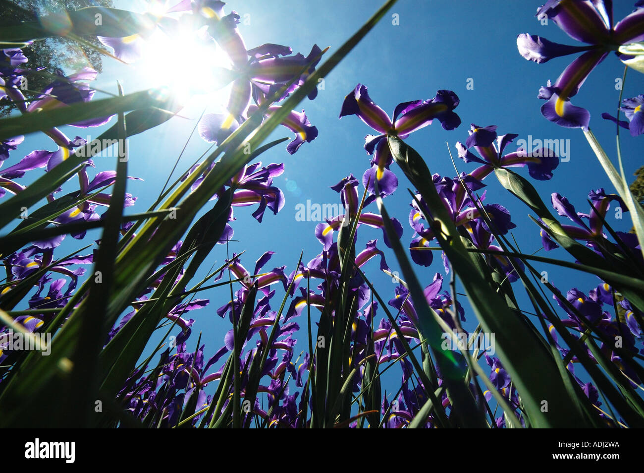Iris prismatica in display garden a perennial herbs, growing from ...