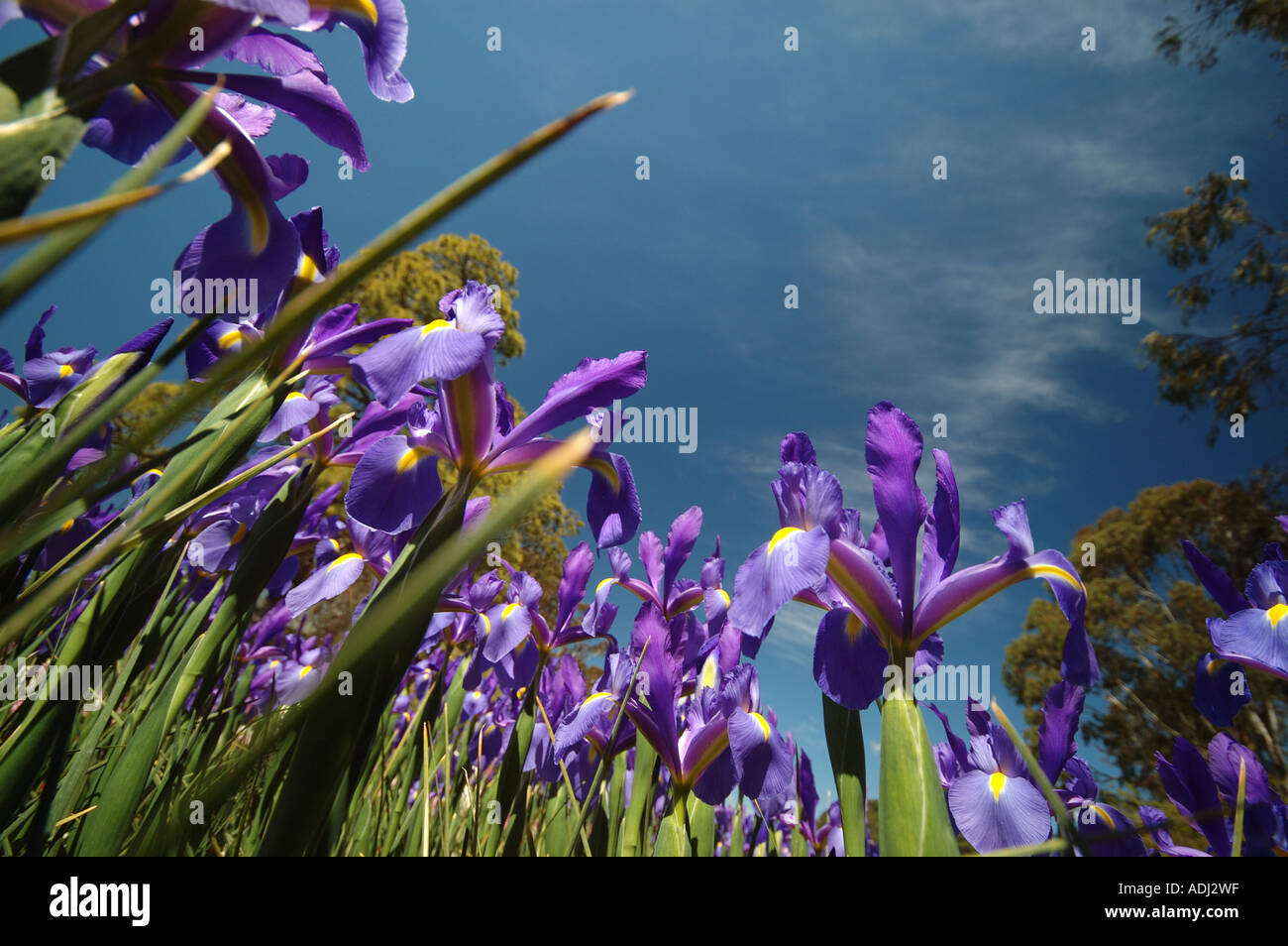 Iris prismatica in display garden a perennial herbs, growing from ...