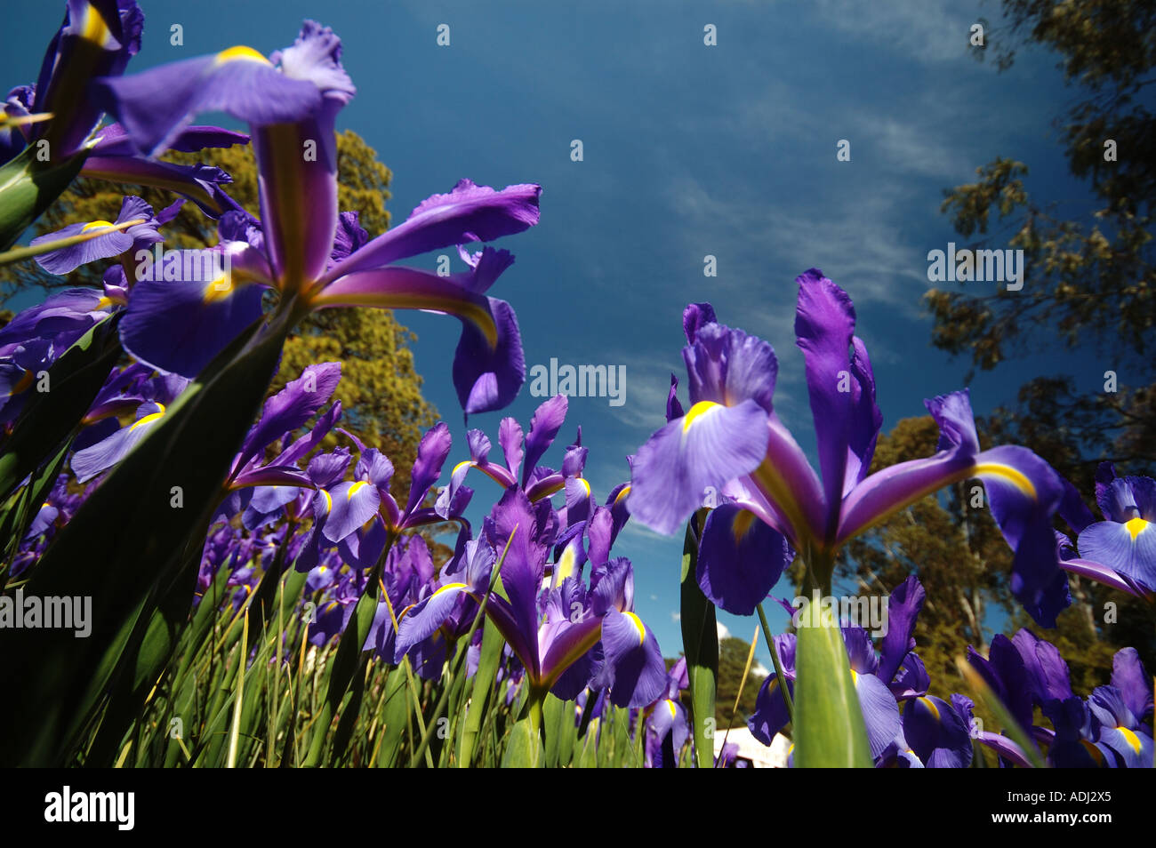 Iris prismatica in display garden a perennial herbs, growing from ...